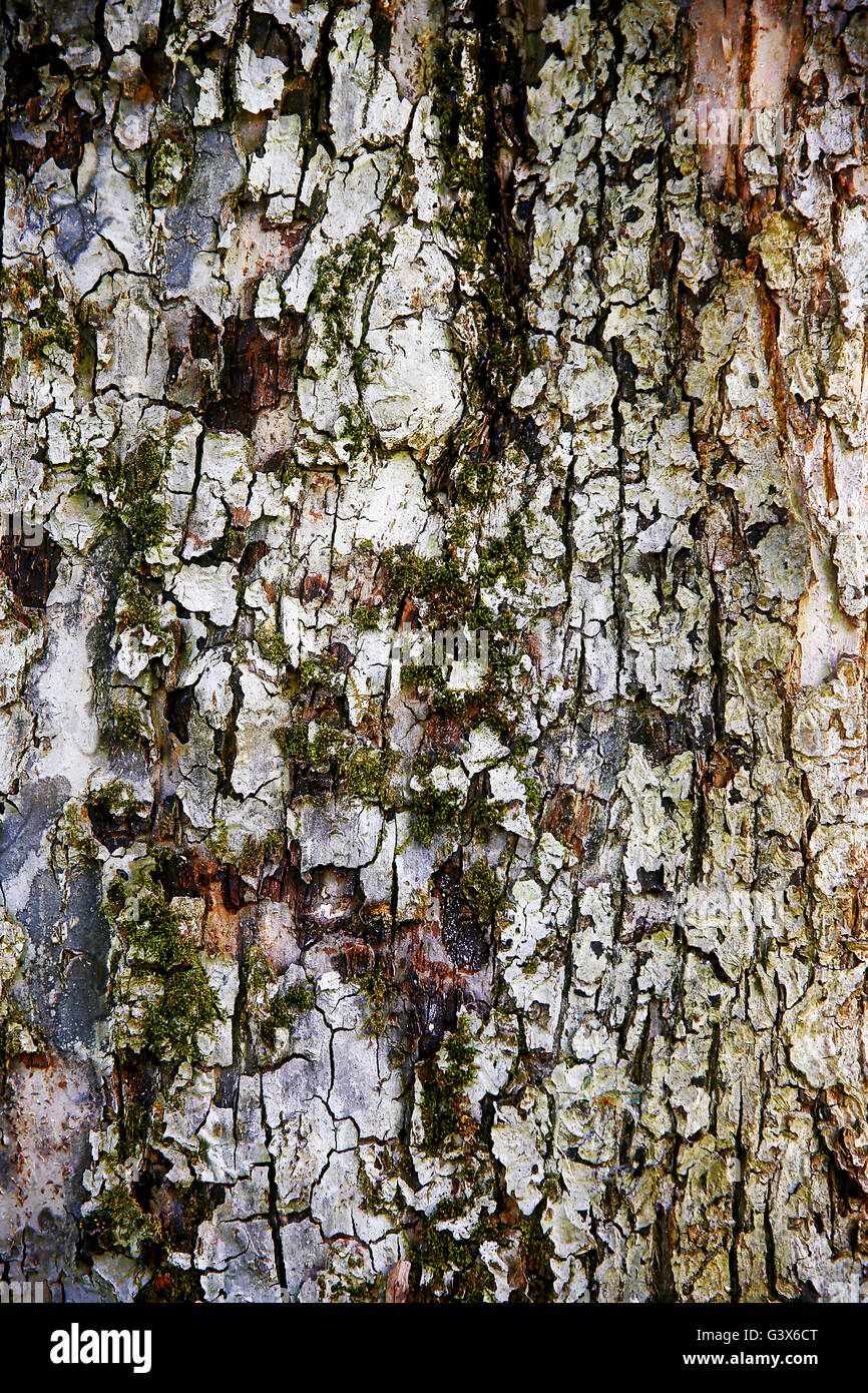 beautiful tree bork structures with moose on trunk Stock Photo - Alamy