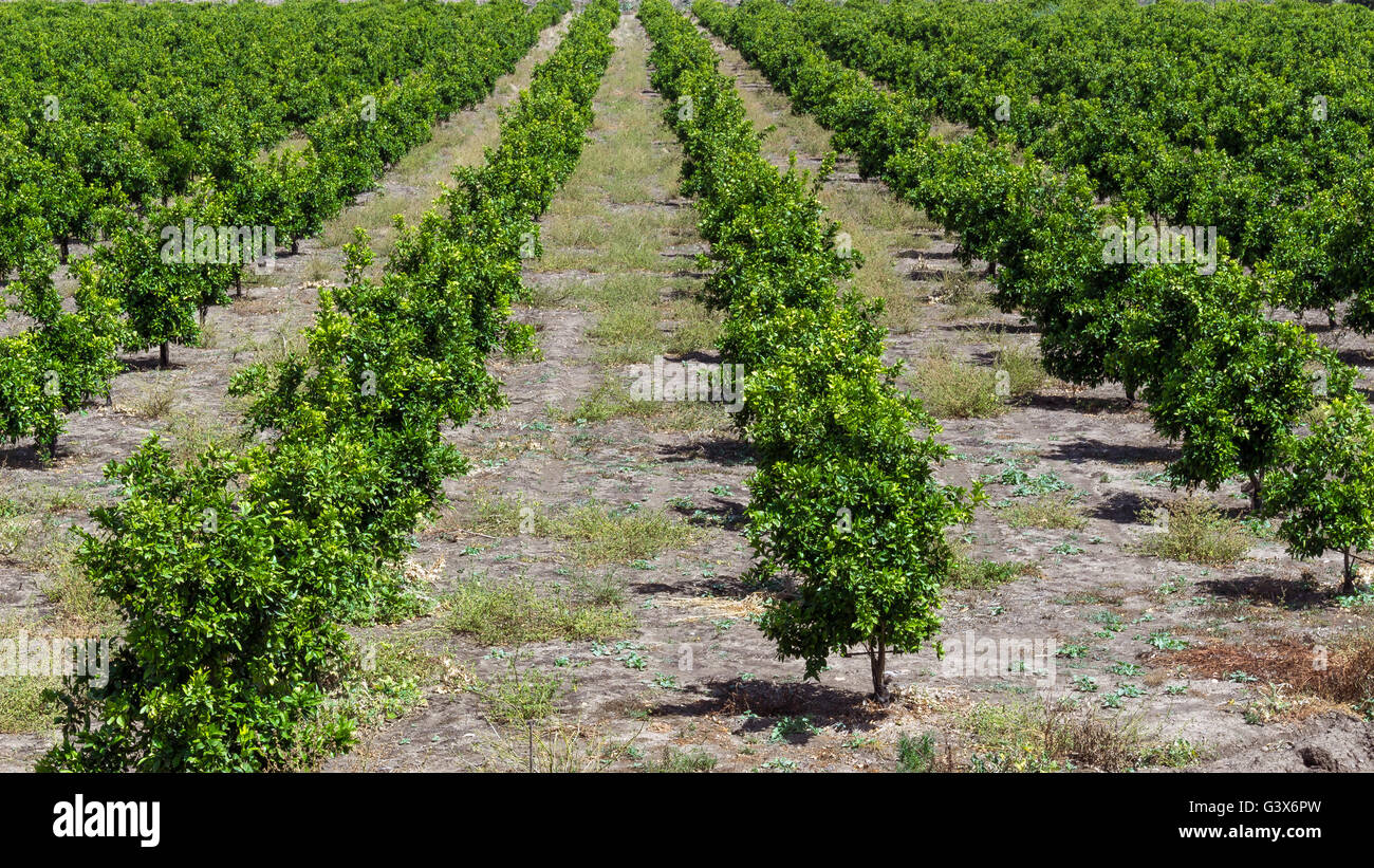 Orange Trees Farm in Sicily, Italy. Oranges Fruits Cultivation Stock ...
