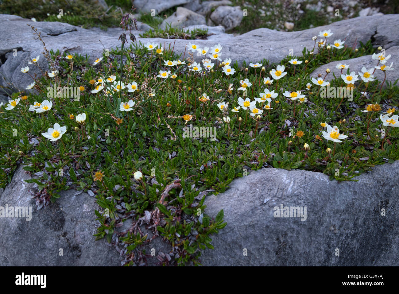 Big mountain in austria small hi-res stock photography and images - Alamy
