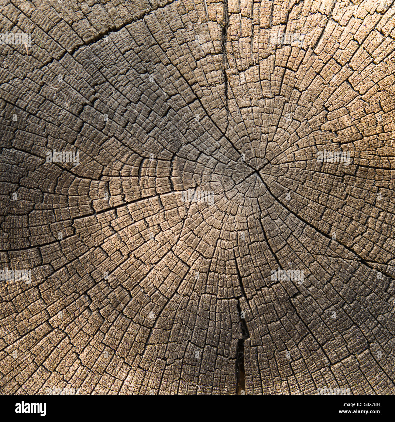 Cut the old logs. An end view Stock Photo - Alamy