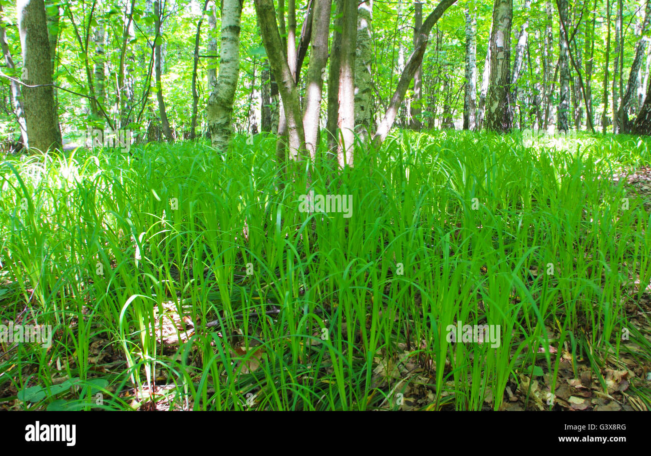 Green grass in the wild forest in the summer Stock Photo - Alamy