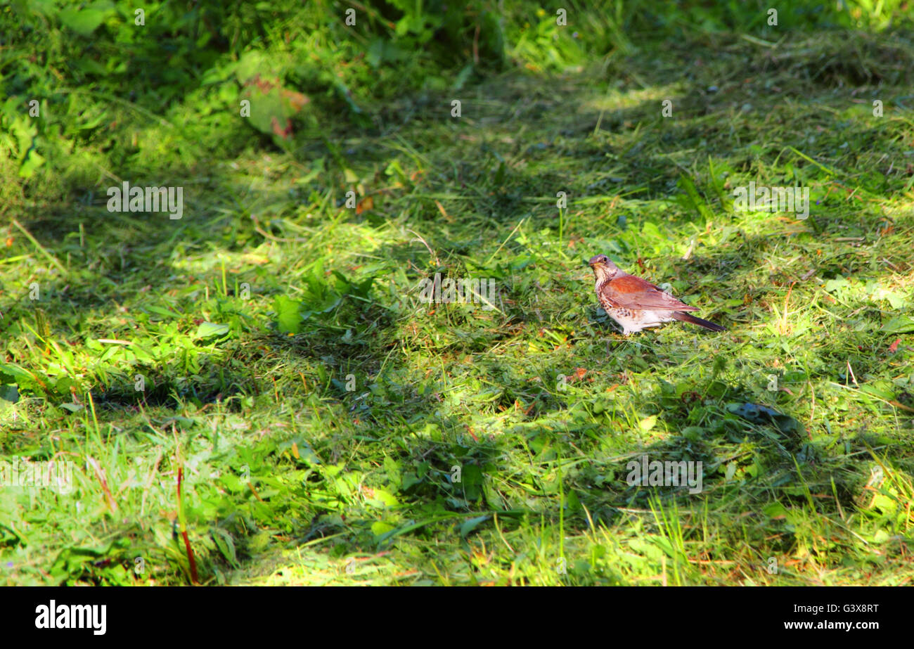 Nature park outdoor sunny bird grass hi-res stock photography and ...