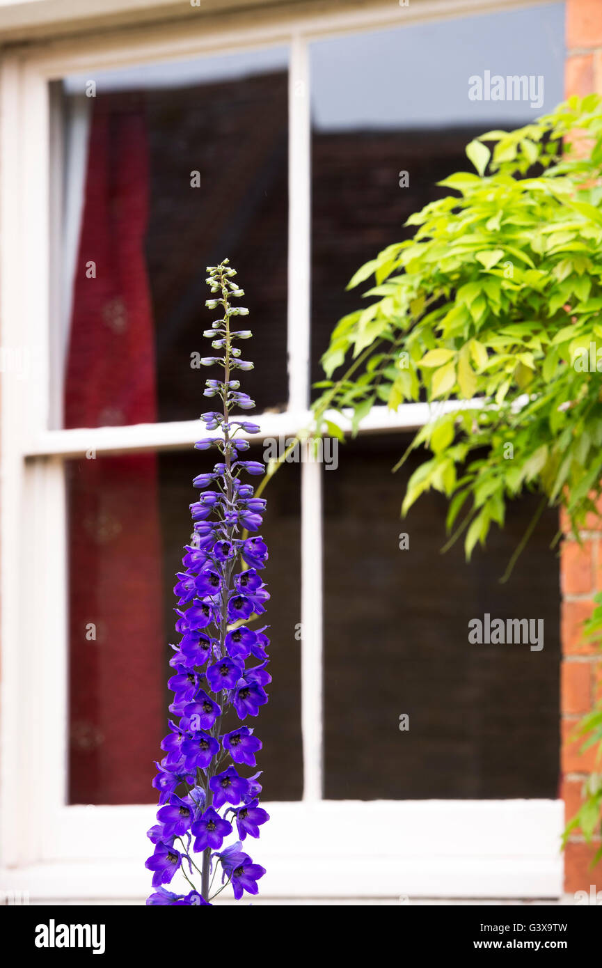 Velvet flower hi-res stock photography and images - Alamy