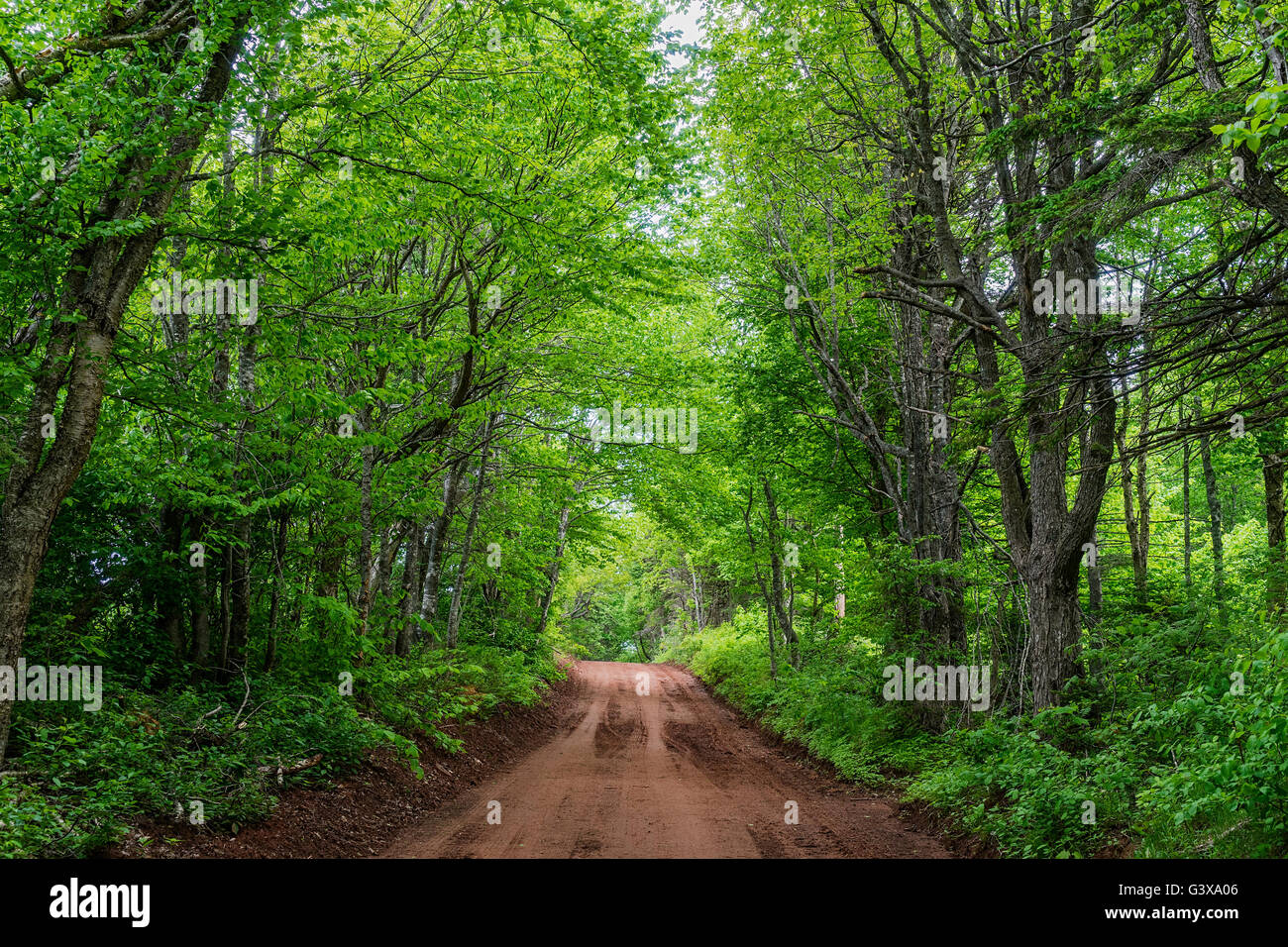 Canada road forest hi-res stock photography and images - Alamy