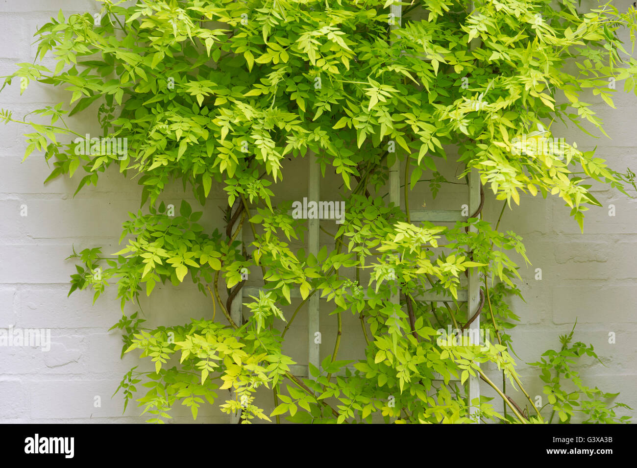 Jasminum officinale 'Fiona Sunrise'. Jasmine leaves on a white trellis ...