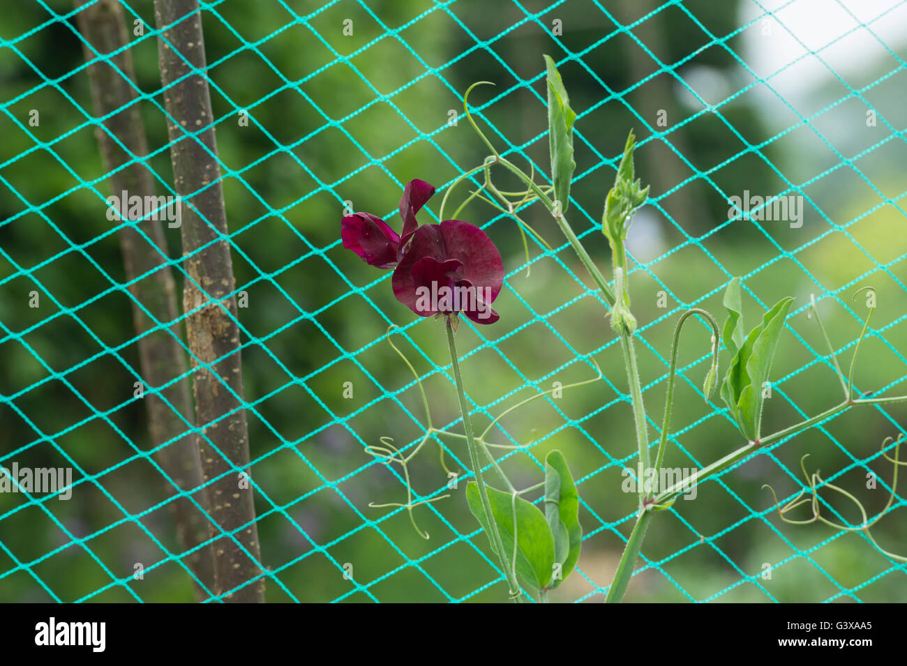 Pea tendrils hi-res stock photography and images - Alamy
