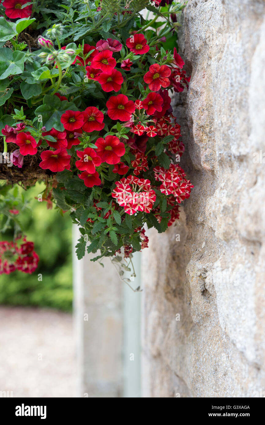 Verbena hanging basket garden uk hi-res stock photography and images ...