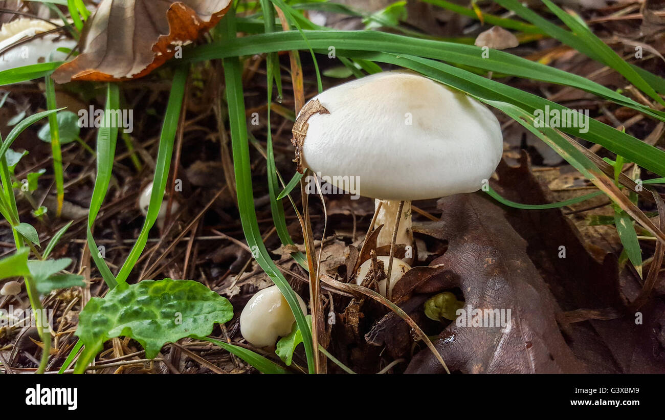 Mushroom up close hi-res stock photography and images - Alamy