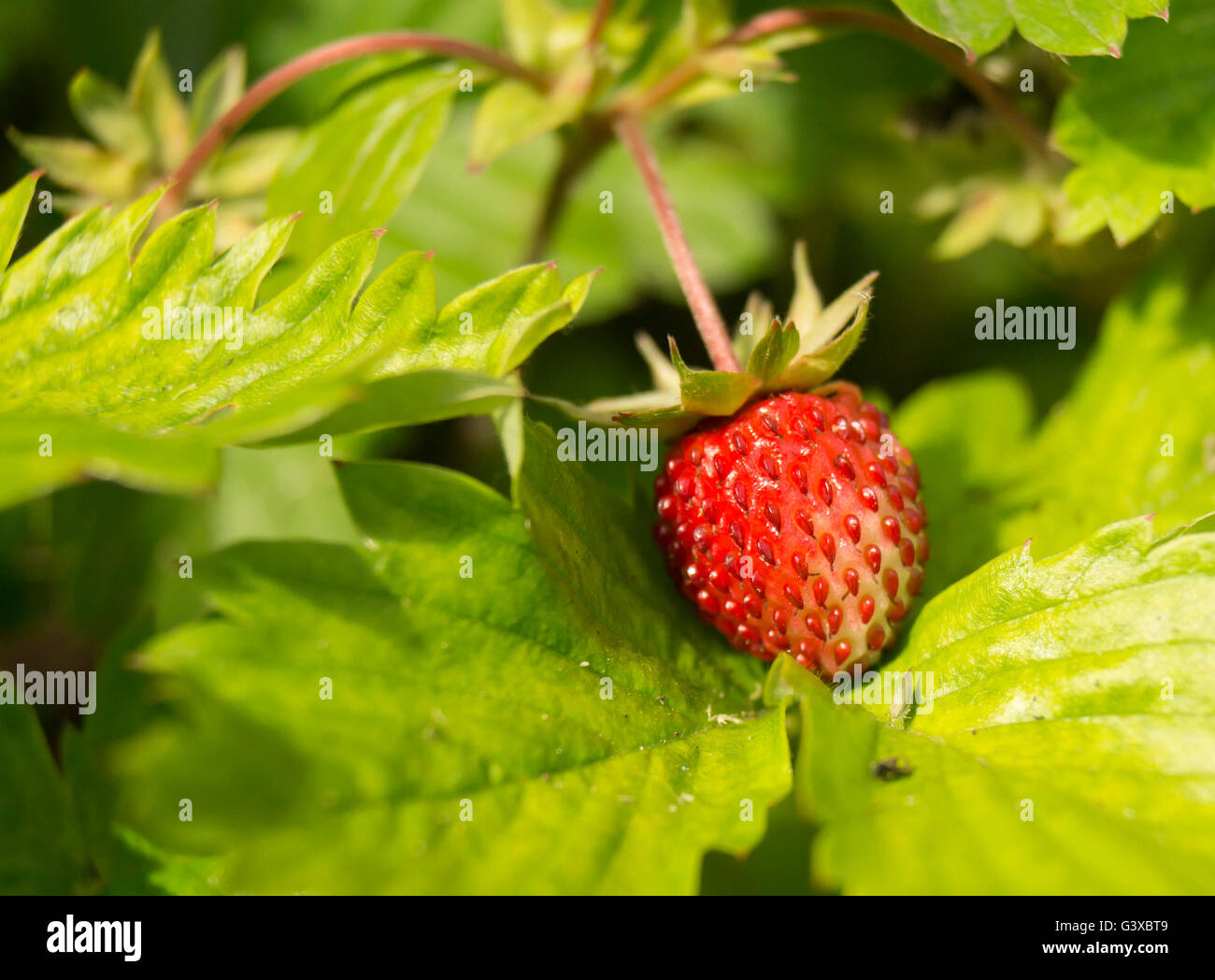 Red And Ripe Strawberry Grows On Background Green Sheet Stock Photo Alamy red-and-ripe-strawberry-grows-on-background-green-sheet-stock-photo-alamy