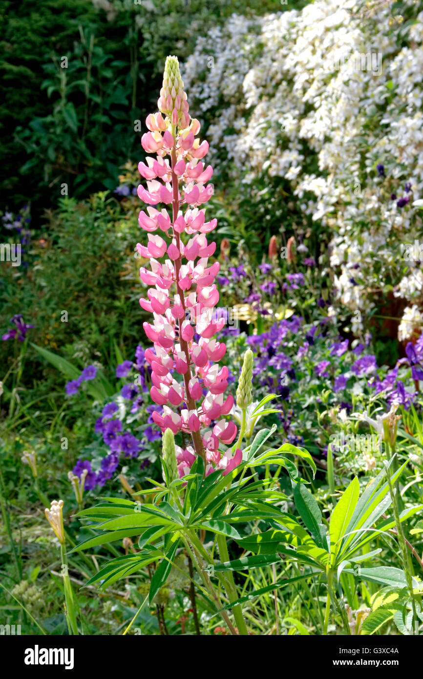 Lupinus, commonly known as lupin Stock Photo - Alamy
