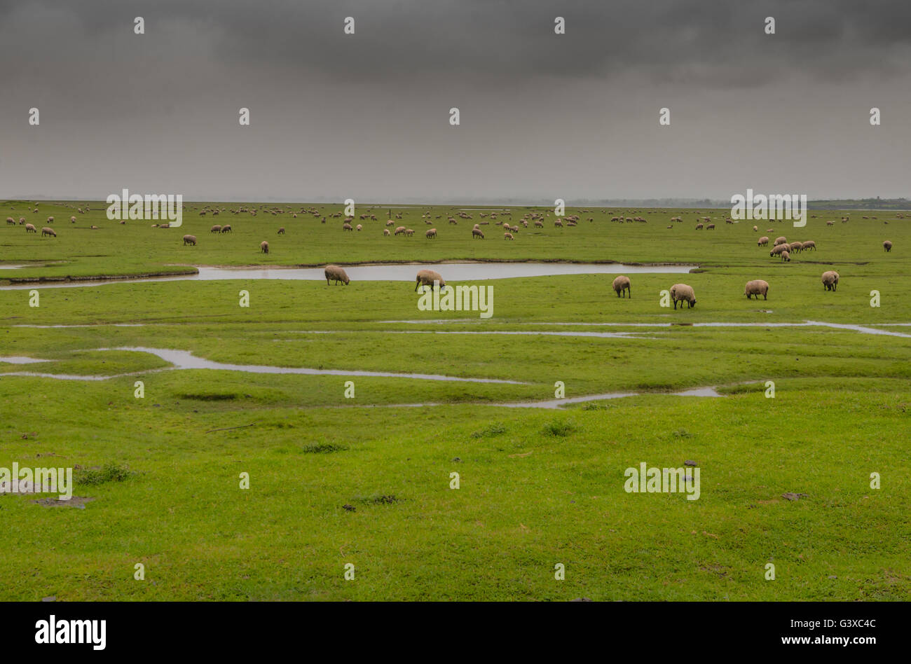 Typical Normandy farm landscape in France Stock Photo - Alamy