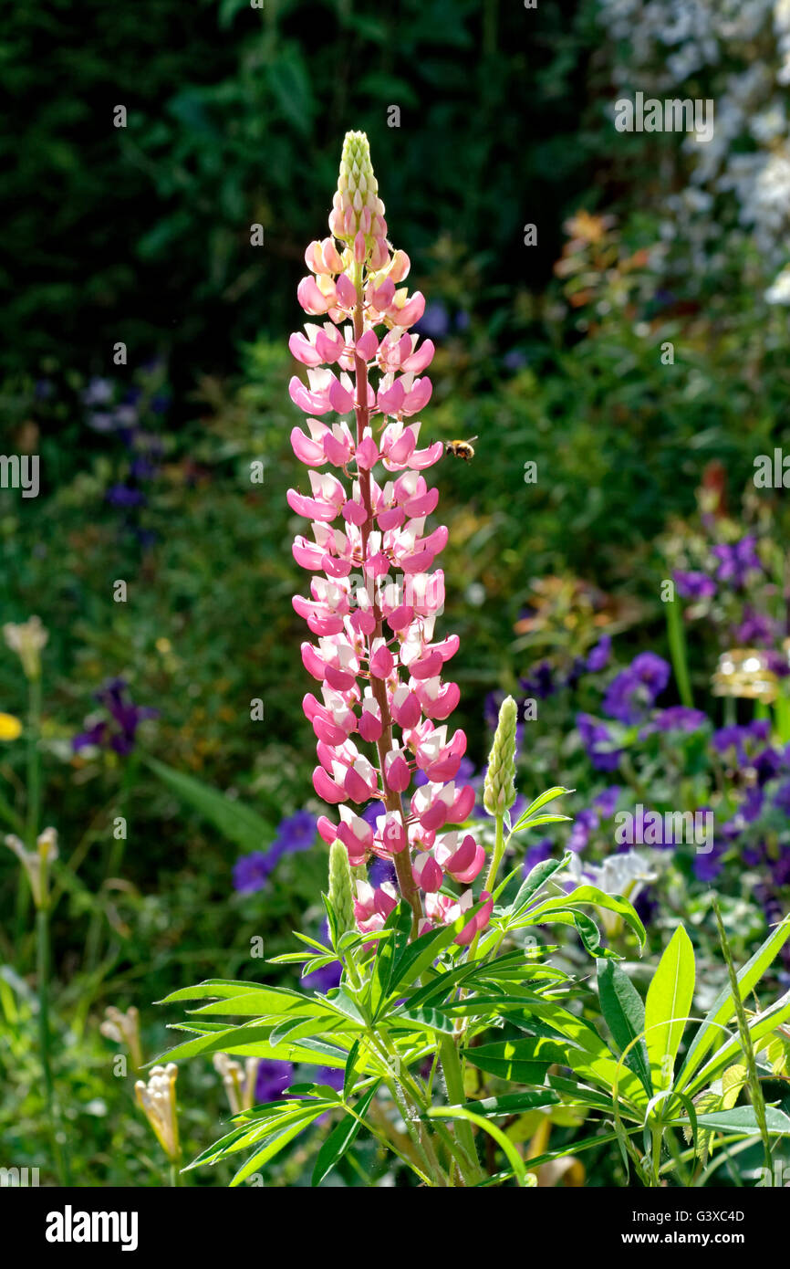 English lupin hi-res stock photography and images - Alamy
