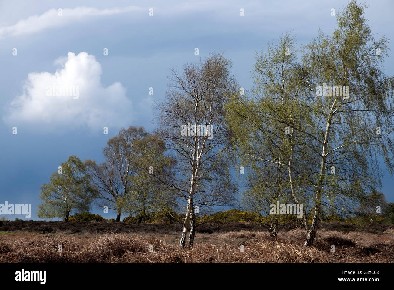 Sutton Heath, Suffolk UK Stock Photo - Alamy