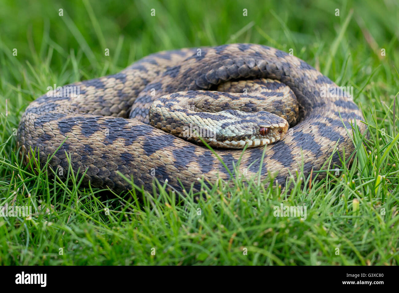 Poisonous snake britain hi-res stock photography and images - Alamy