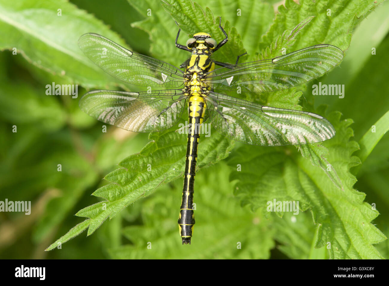 Common hardening hi-res stock photography and images - Alamy