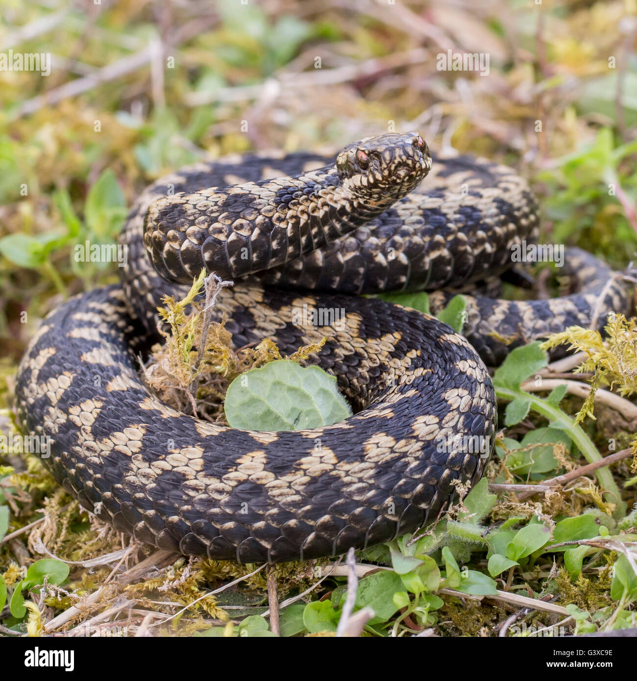 Adder face hi-res stock photography and images - Alamy
