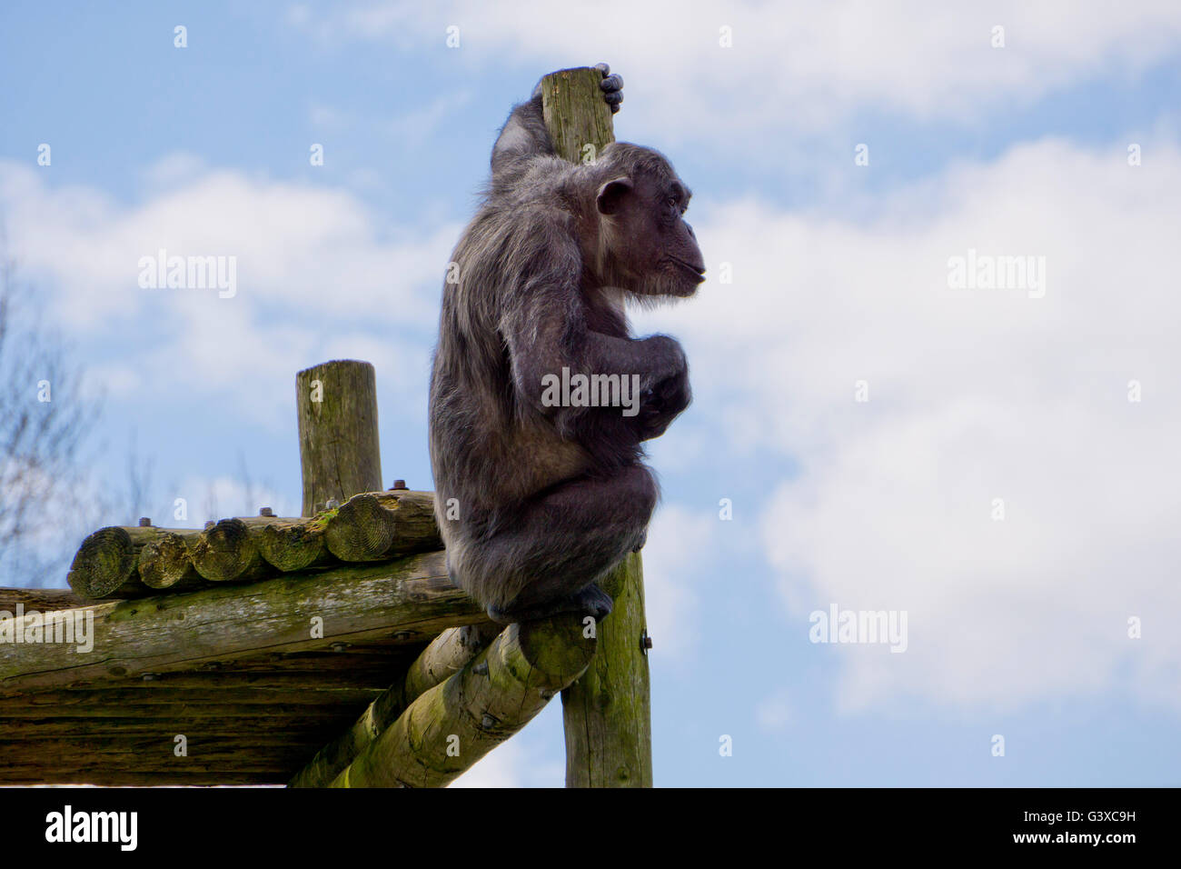 Ape primate hi-res stock photography and images - Alamy