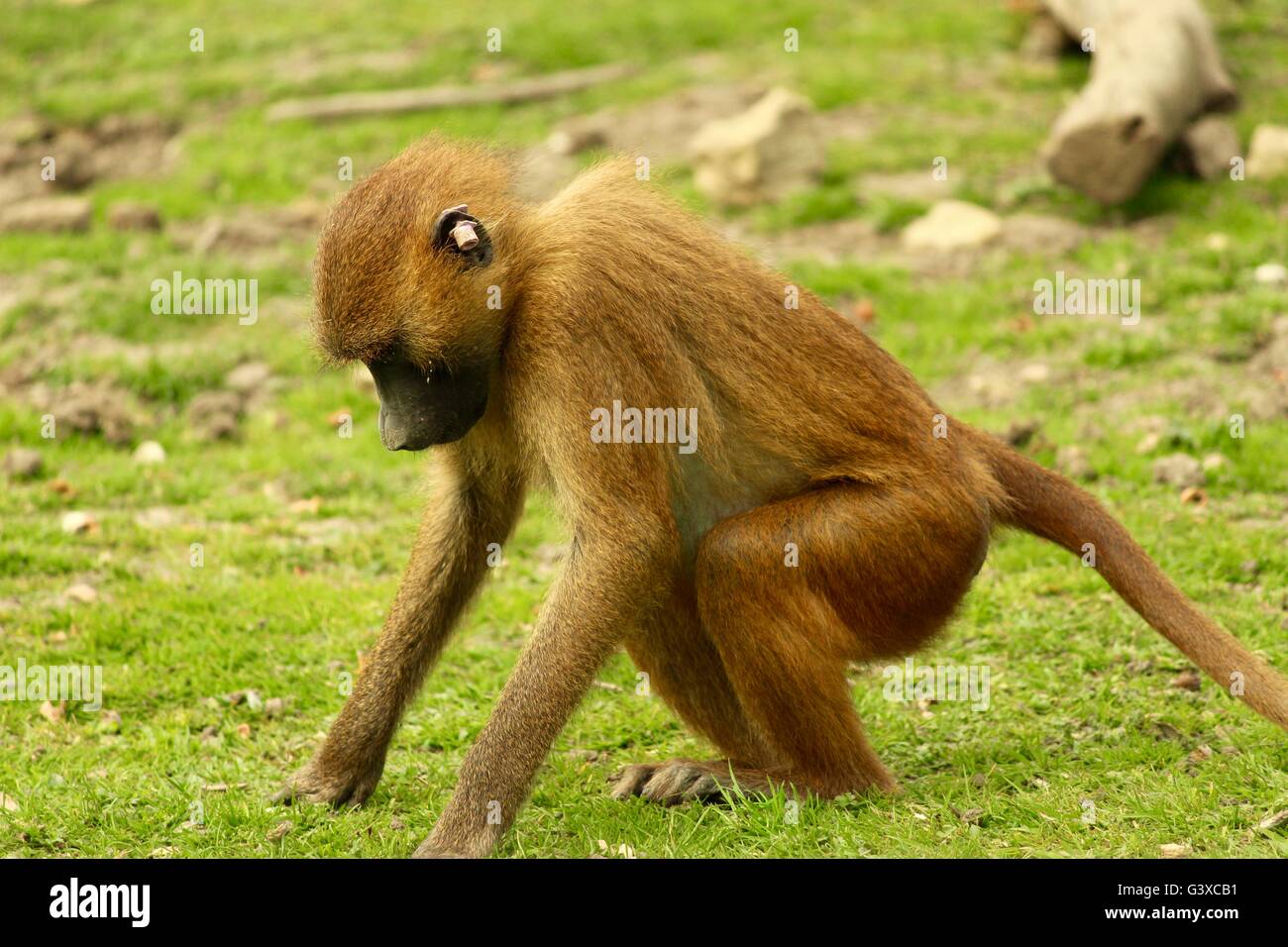 Young, baby monkey crouching in the grass Stock Photo - Alamy