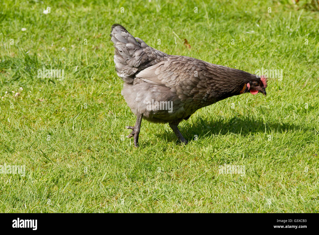 Domestic chicken / hen (Gallus gallus domesticus Stock Photo - Alamy