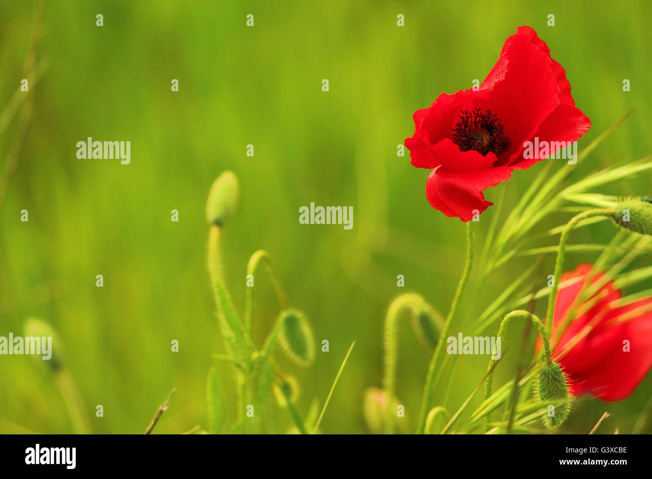 Poppy in a field, Tuscany, Italy Stock Photo - Alamy