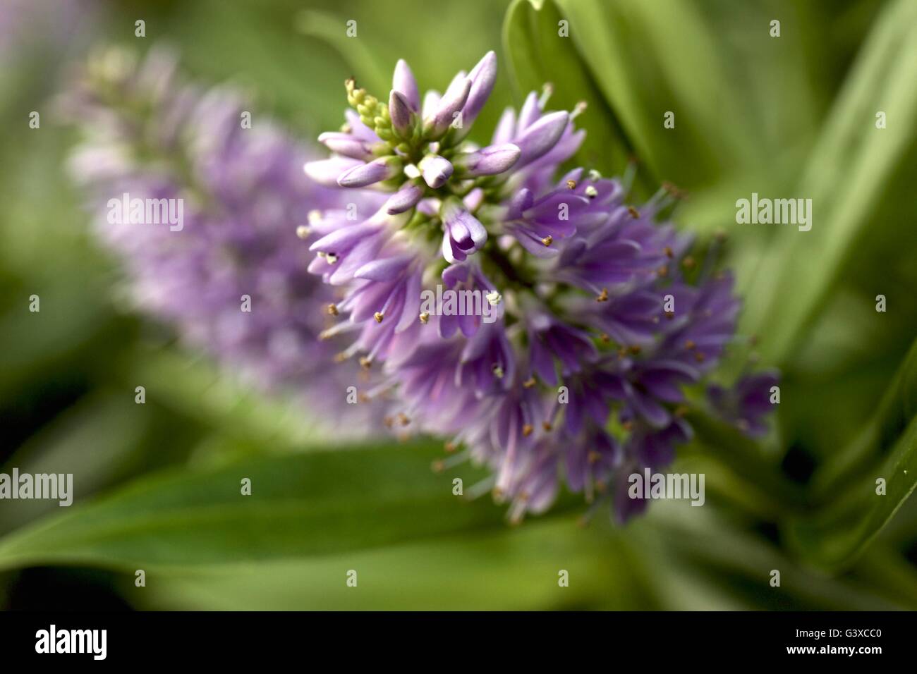 Hebe autumn glory hi-res stock photography and images - Alamy