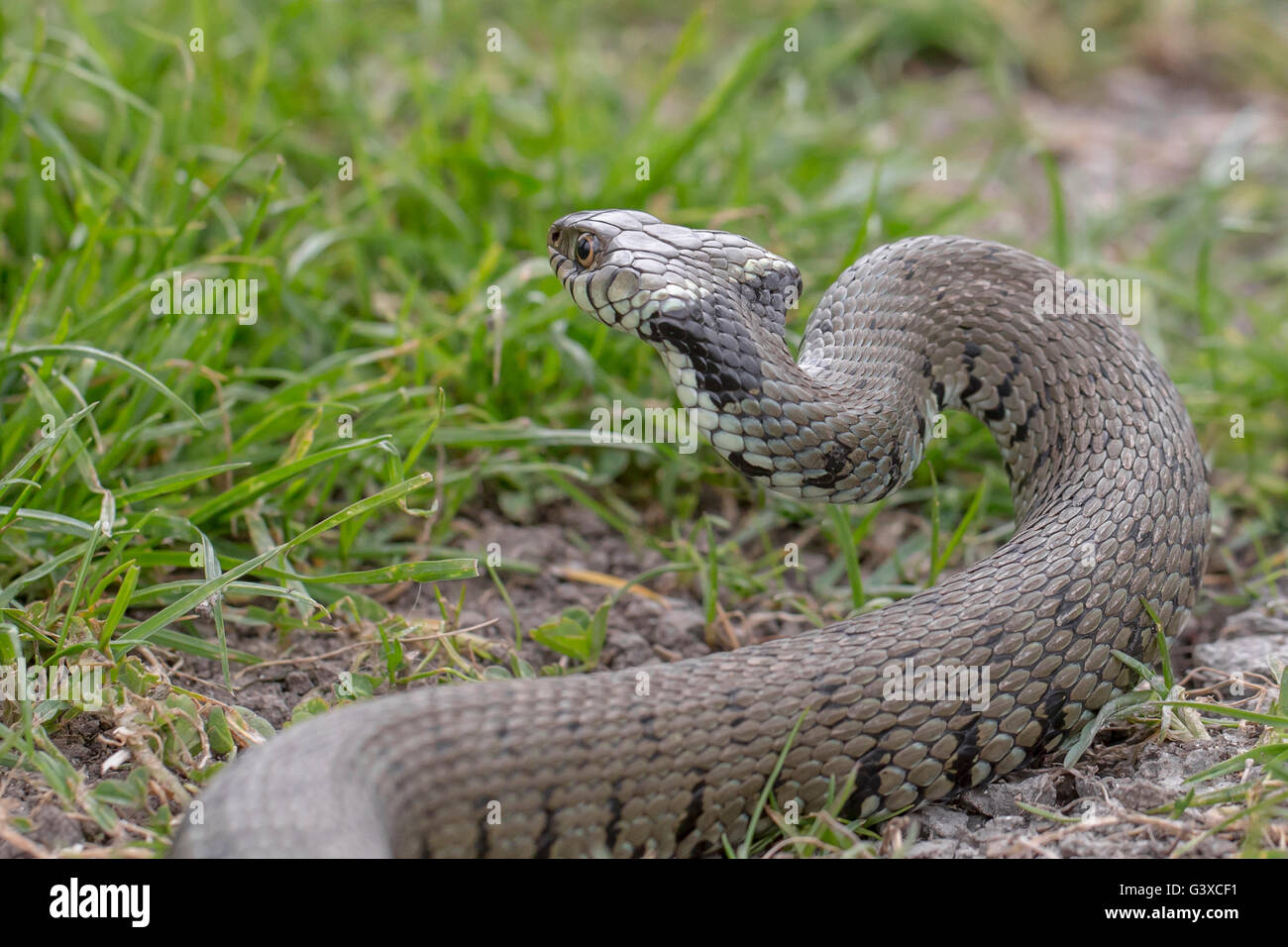 grass snake natrix natrix photographed in Sussex England spring 2015 ...