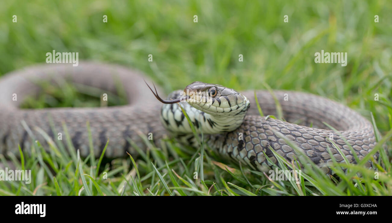 grass snake natrix natrix photographed in Sussex England spring 2015 ...