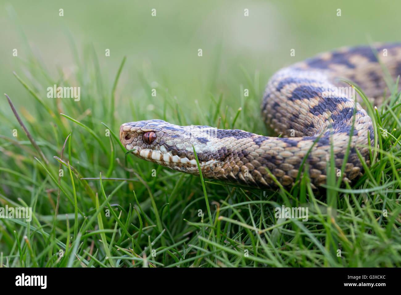 Adder britain hi-res stock photography and images - Alamy