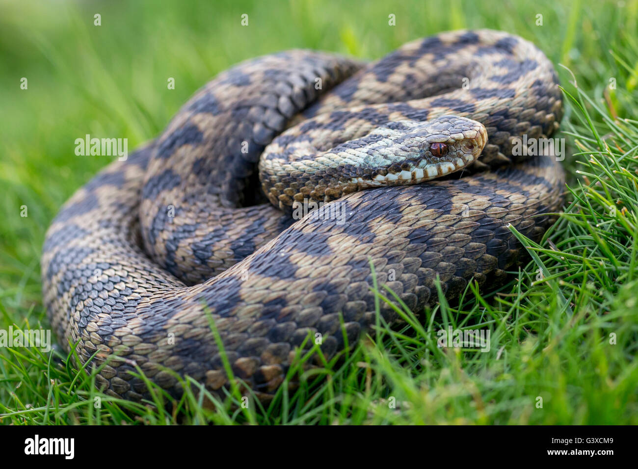 English adder hi-res stock photography and images - Alamy
