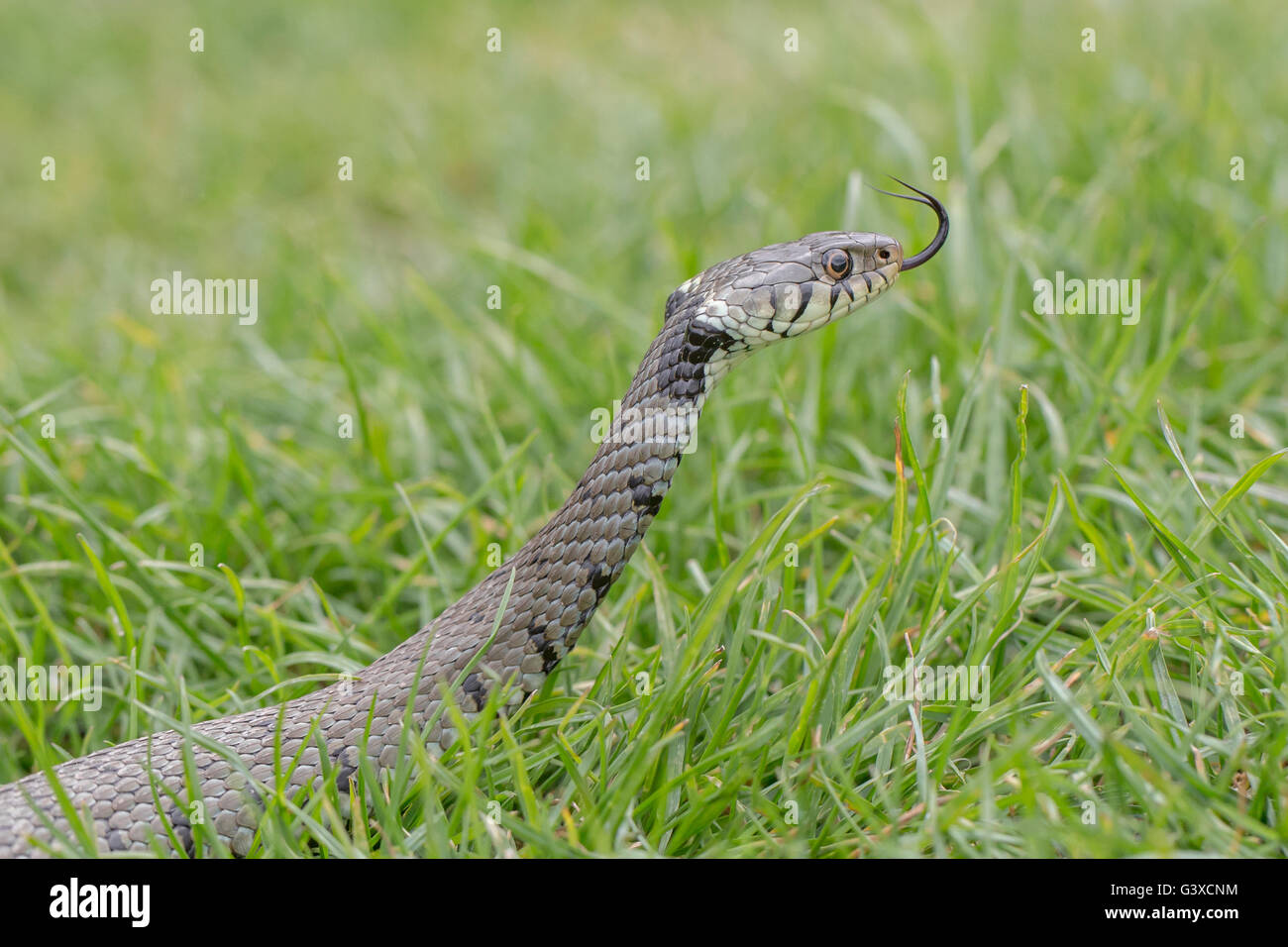 grass snake natrix natrix photographed in Sussex England spring 2015 ...