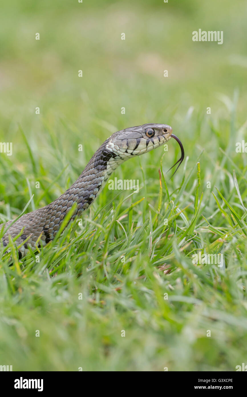 grass snake natrix natrix photographed in Sussex England spring 2015 ...