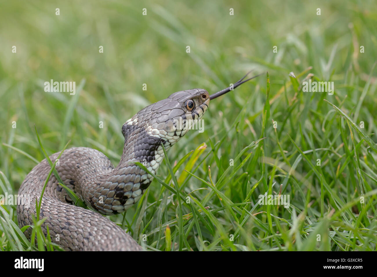 grass snake natrix natrix photographed in Sussex England spring 2015 ...