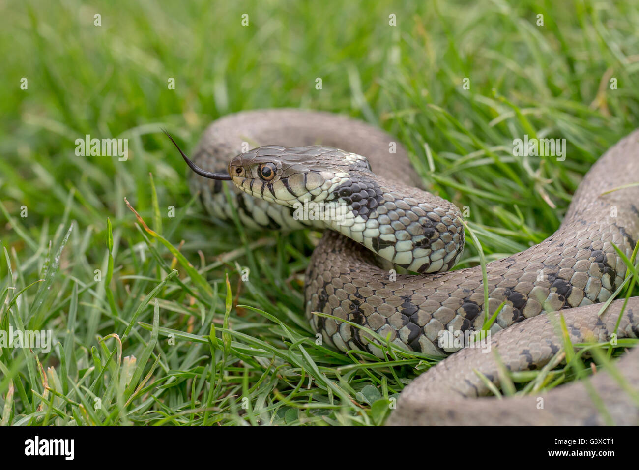 grass snake natrix natrix photographed in Sussex England spring 2015 ...
