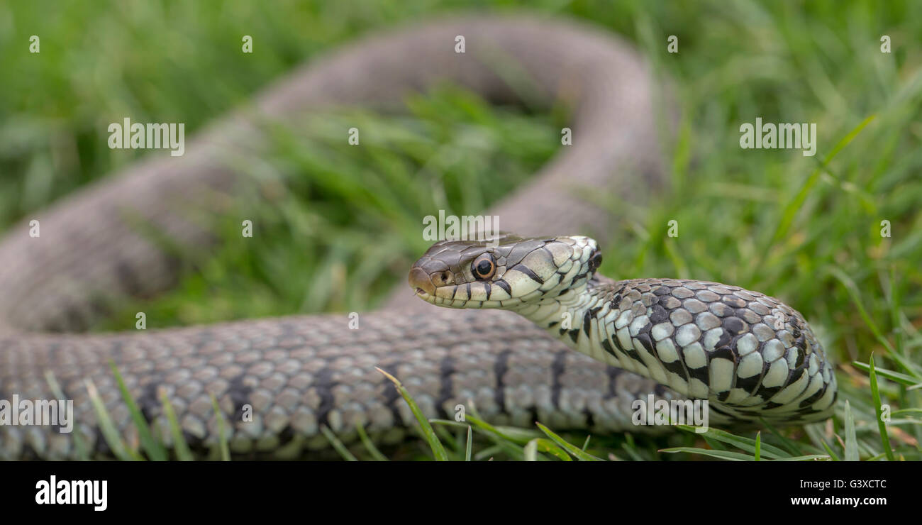 grass snake natrix natrix photographed in Sussex England spring 2015 ...