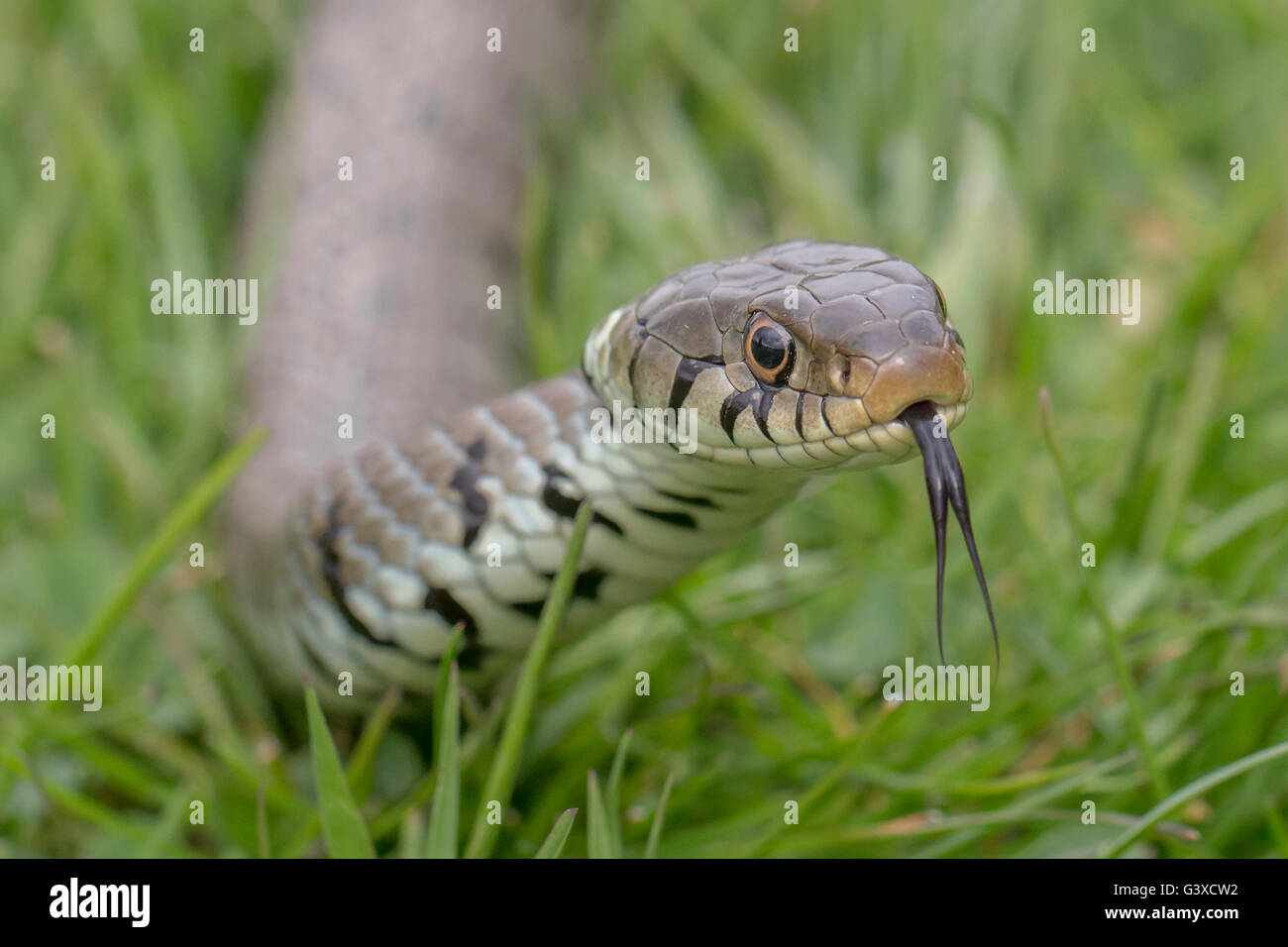 grass snake natrix natrix photographed in Sussex England spring 2015 ...