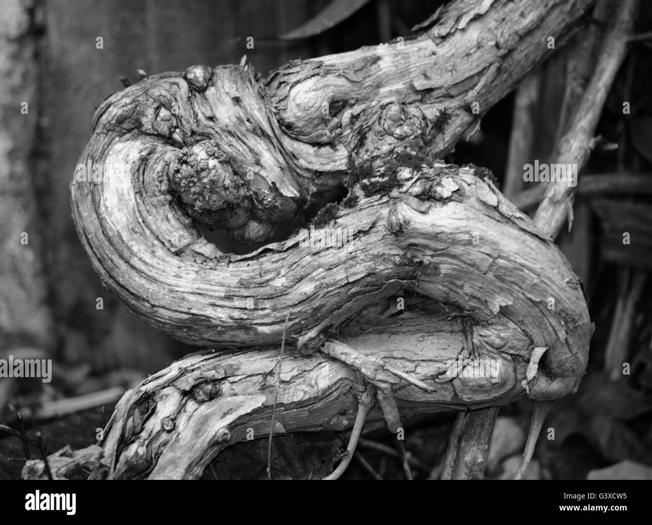 Stem like Black and White Stock Photos & Images - Alamy