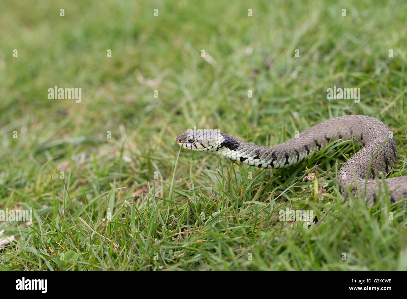 grass snake natrix natrix photographed in Sussex England spring 2015 ...