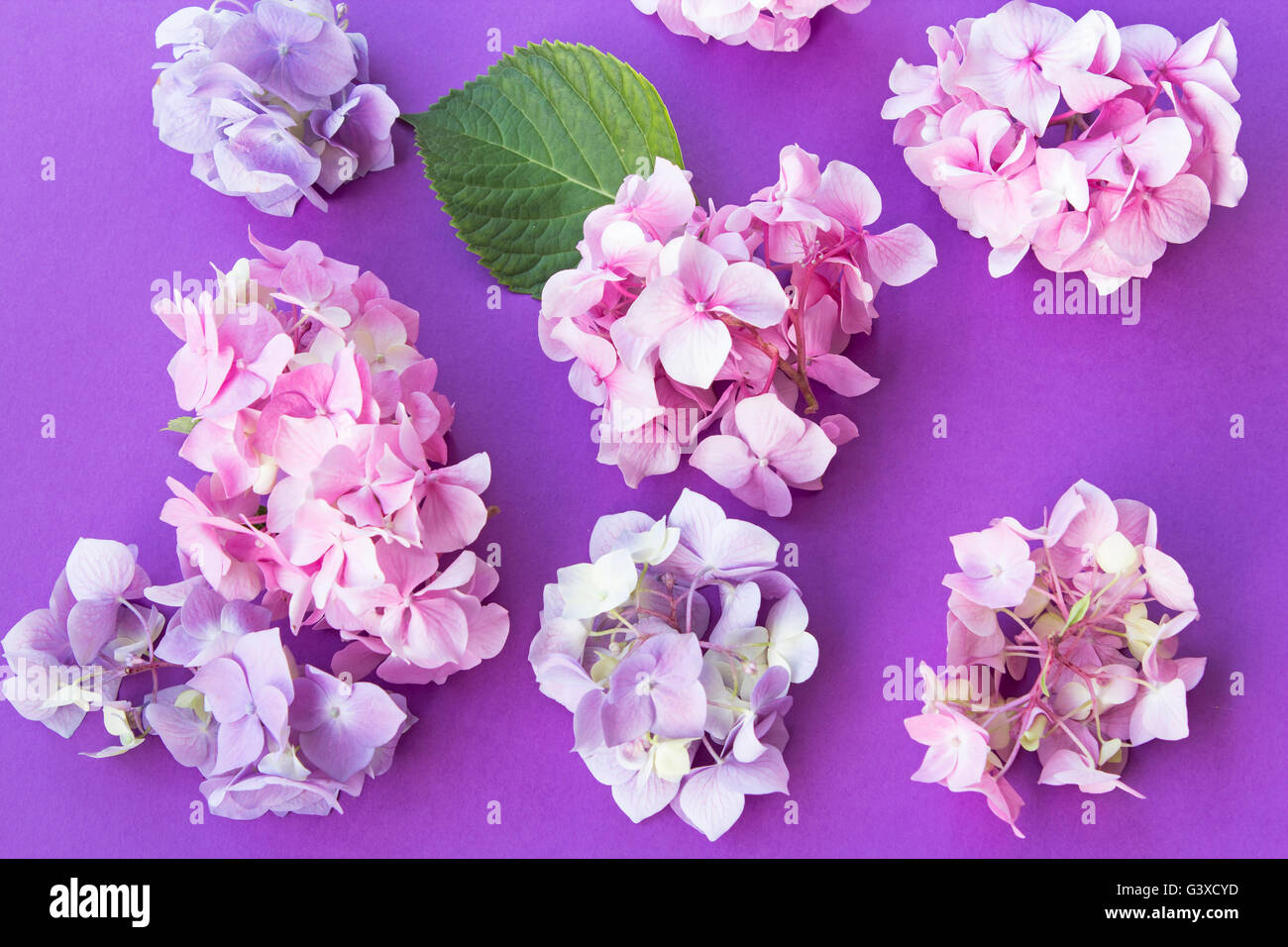Hydrangea Flowers on a Purple Background Stock Photo - Alamy