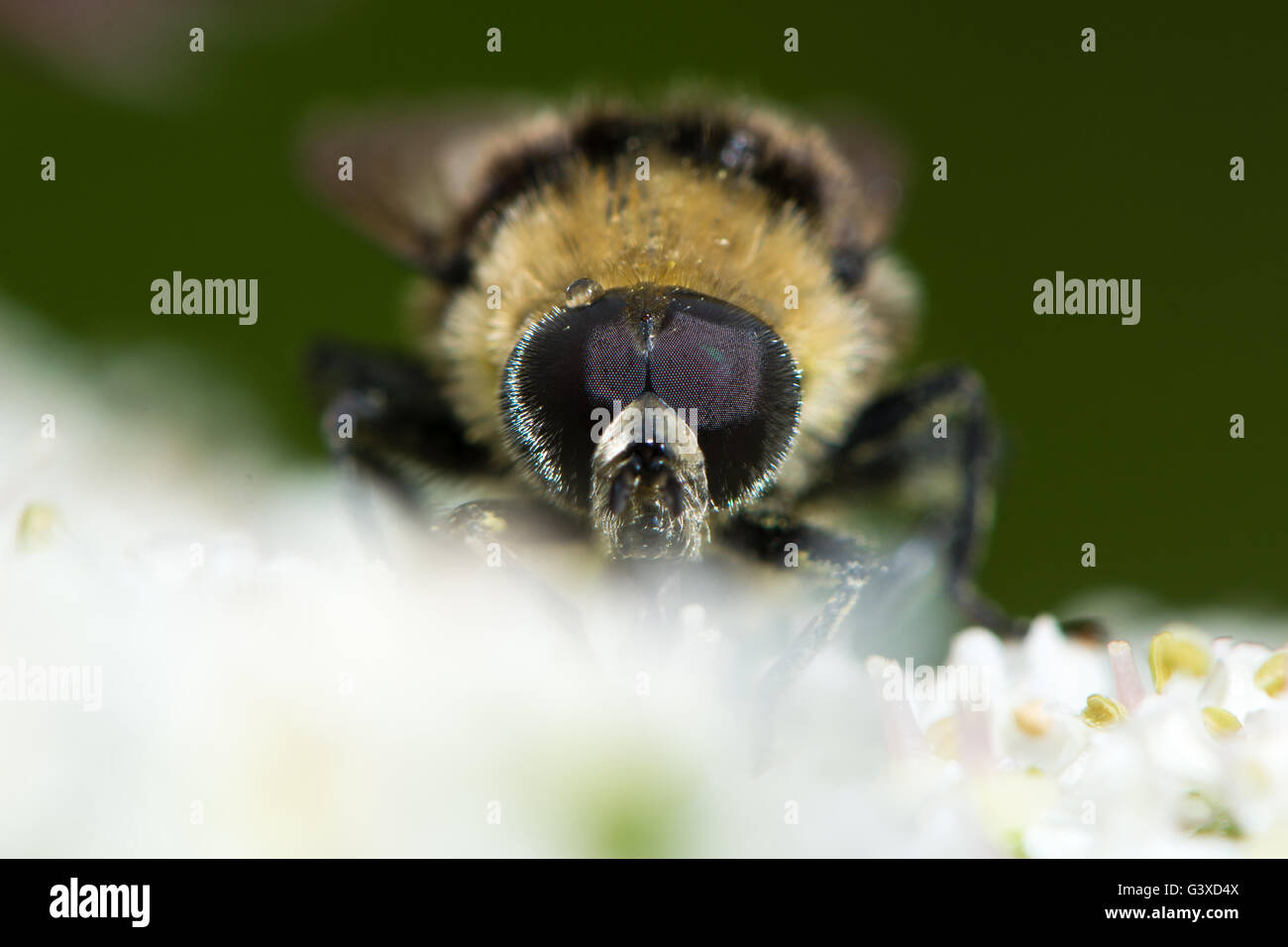 Volucella bombylans var plumata hoverfly. Compound eyes of bumblebee ...