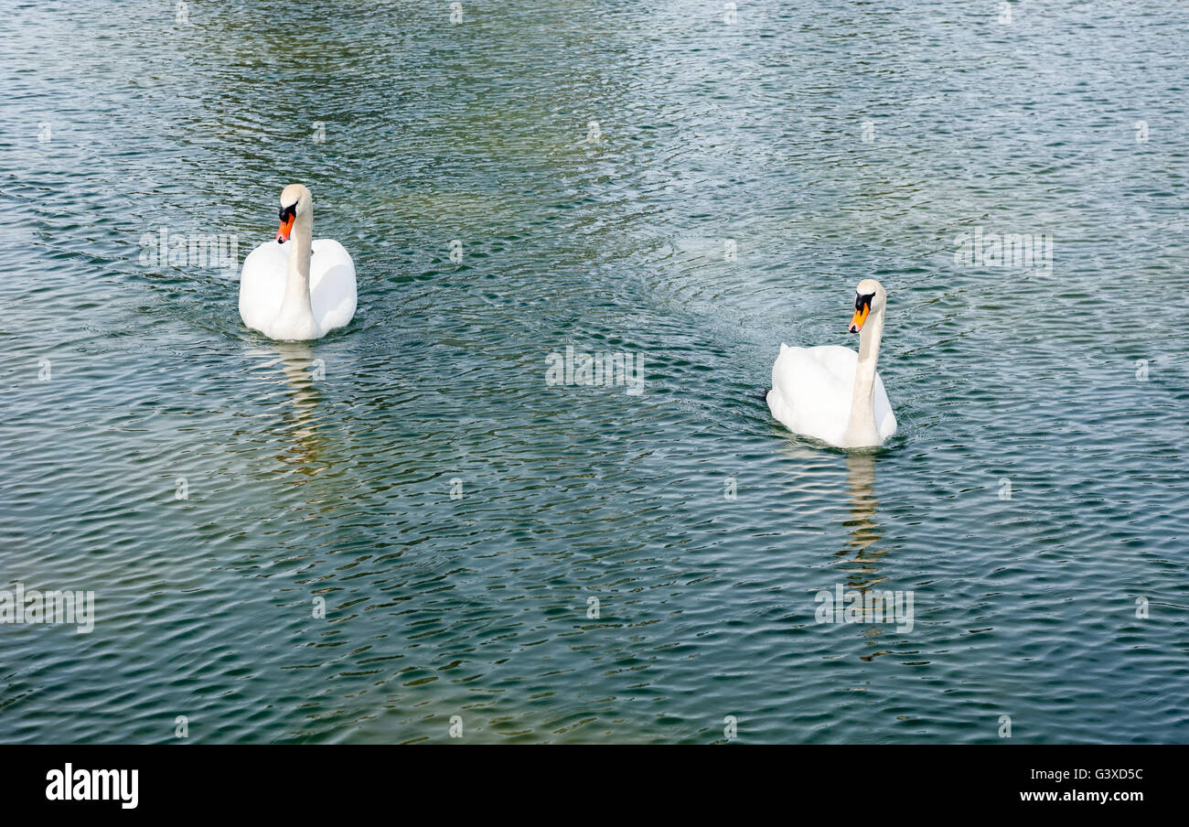 Water two swans hi-res stock photography and images - Alamy