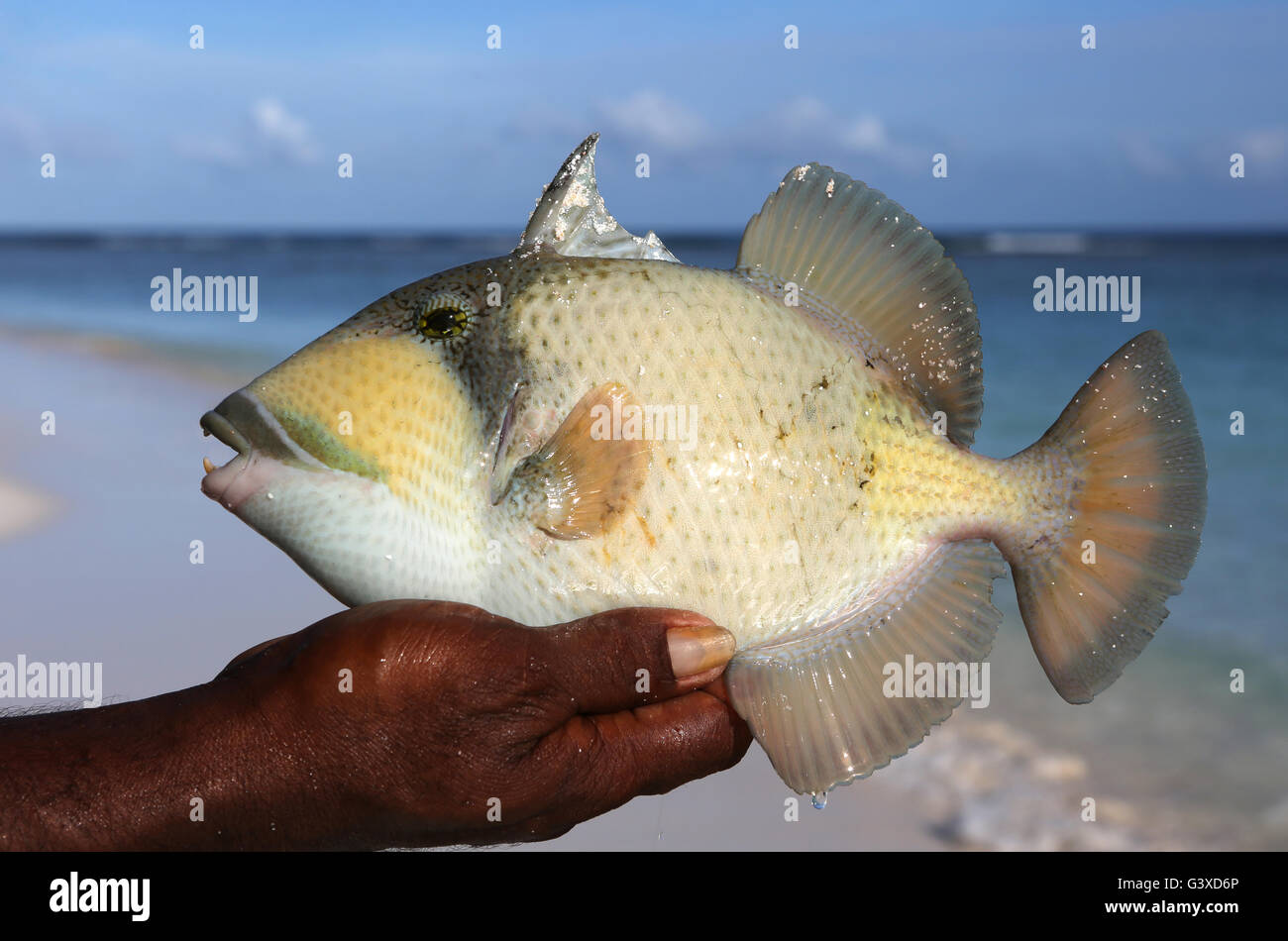 Blue Triggerfish Stock Photos & Blue Triggerfish Stock Images - Alamy