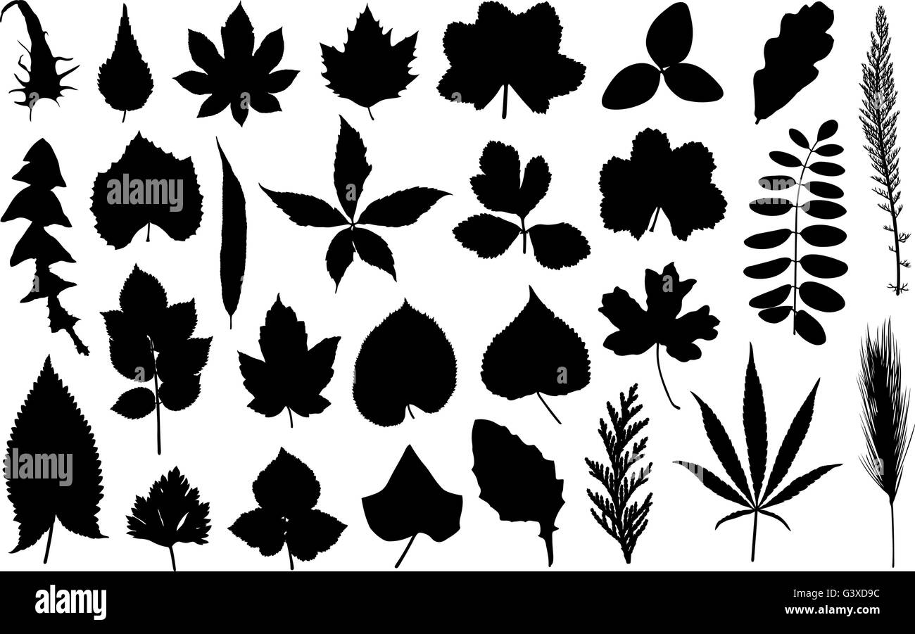 Set of different leaves Stock Vector Image & Art - Alamy