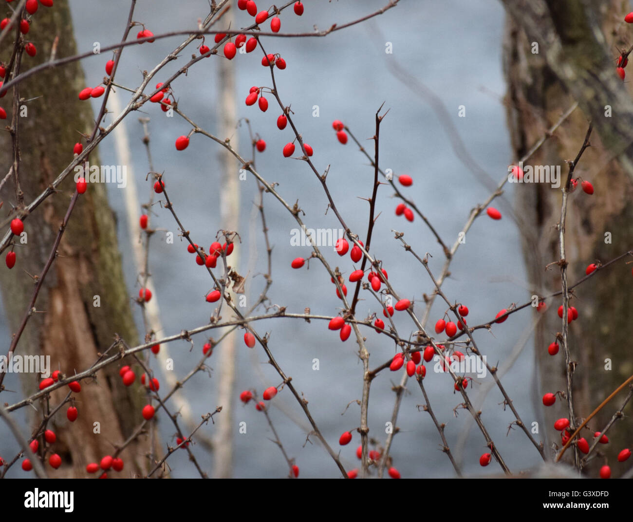 Wild Berries in Michigan Stock Photo - Alamy