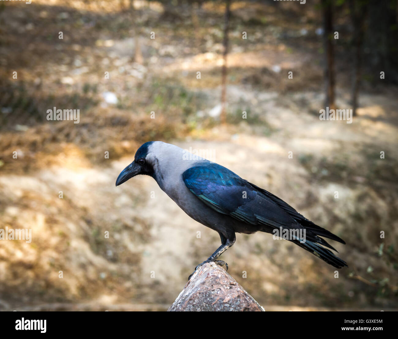 Himalayan crow hi-res stock photography and images - Alamy