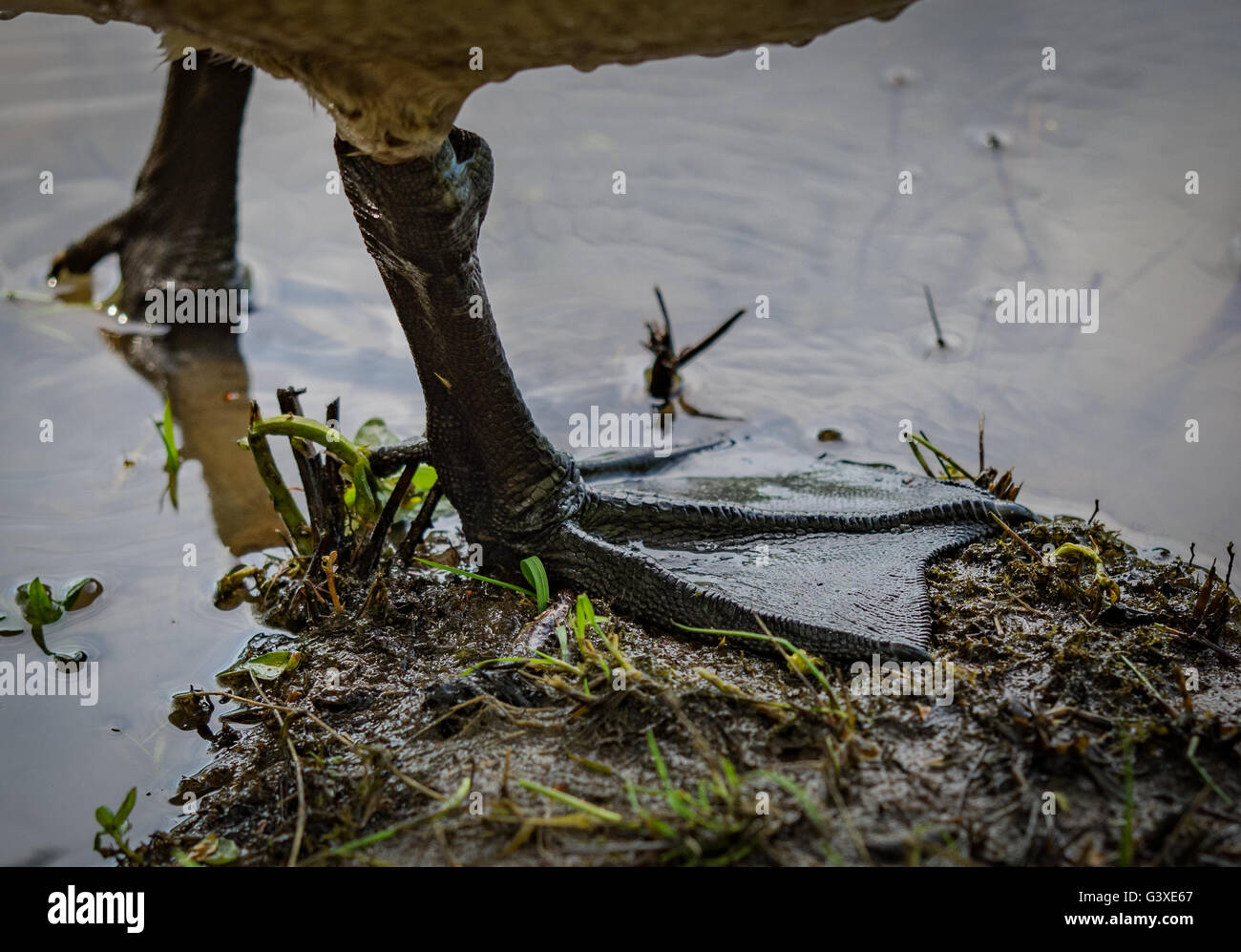 Webbed feet hi-res stock photography and images - Alamy