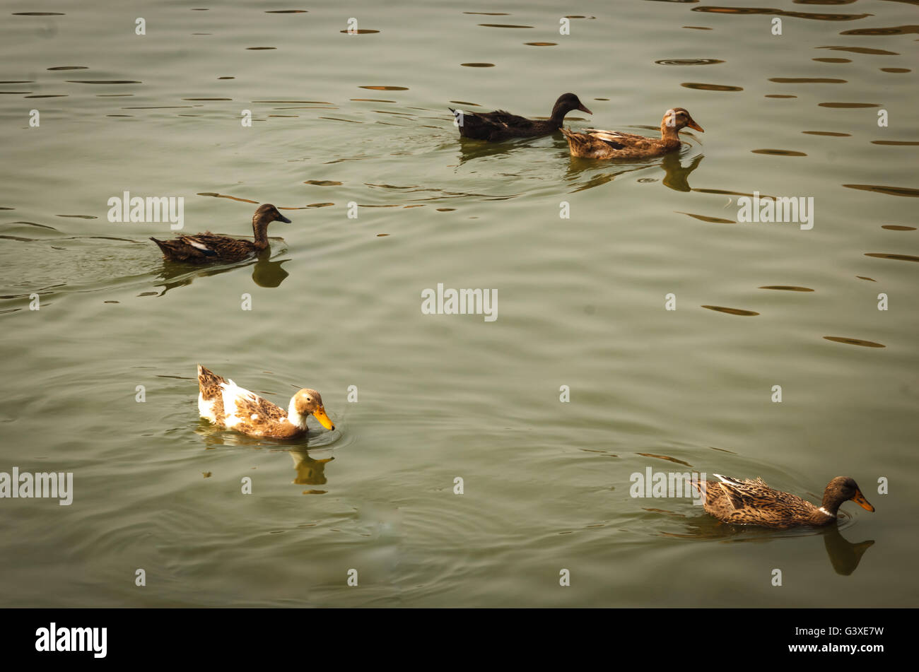 Ducks are following their own friends Stock Photo - Alamy