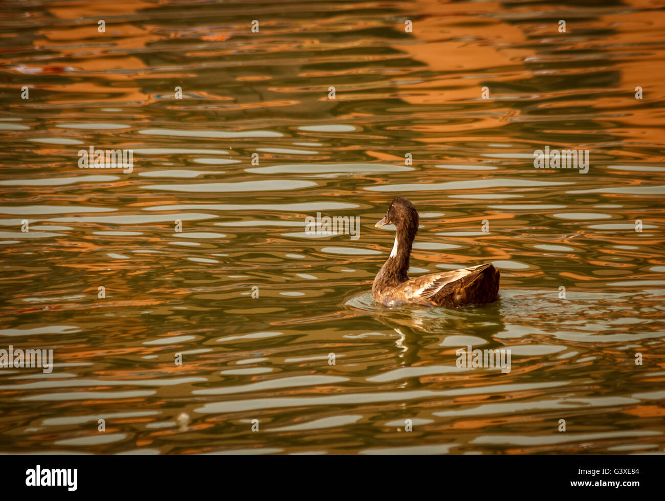 A Duck is going alone to reach his destination and fulfill his dream ...