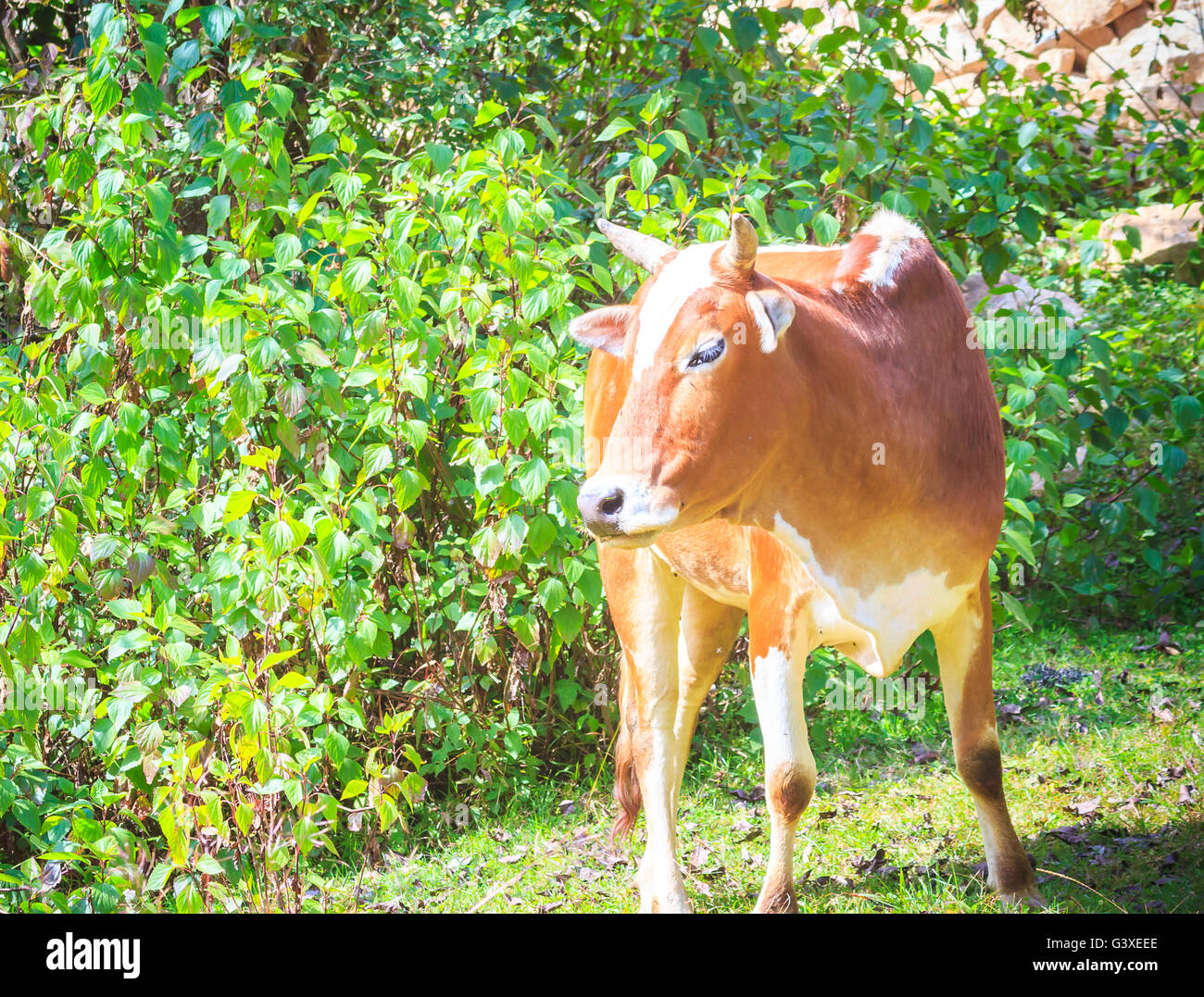 Himalayan Cow High Resolution Stock Photography and Images - Alamy