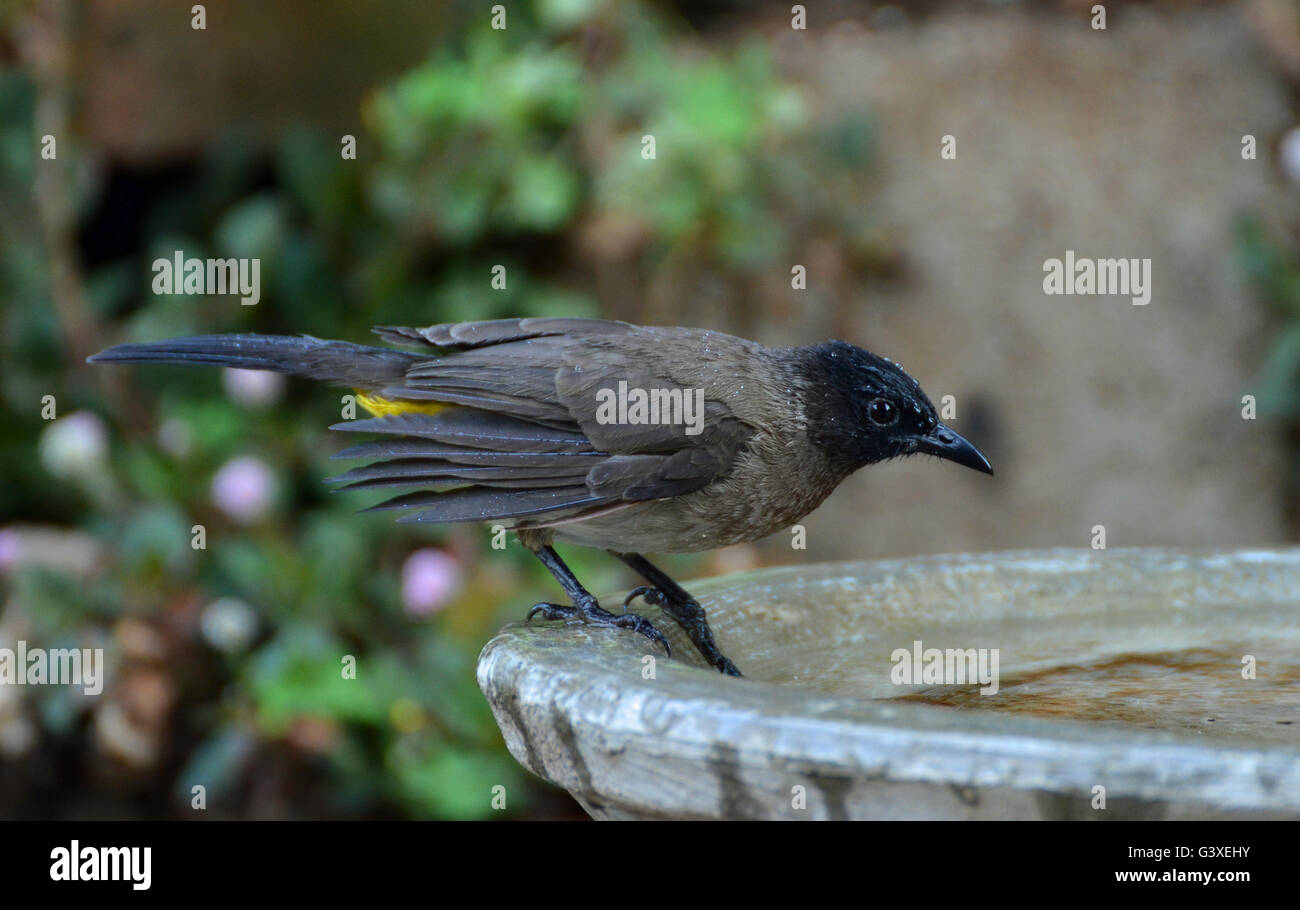 Plunge bath hi-res stock photography and images - Alamy