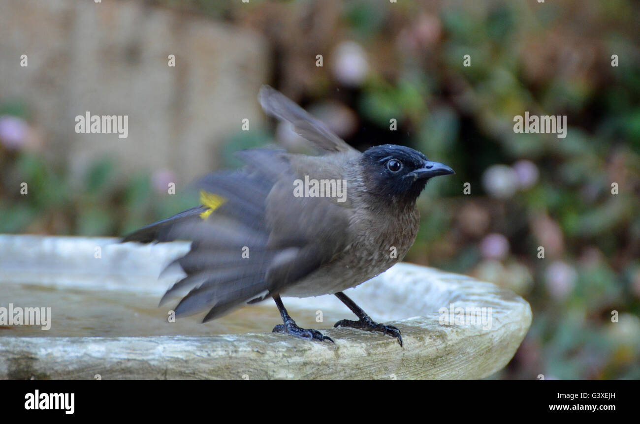 A bulbul flapping his wings to shake off the water from his feathers ...
